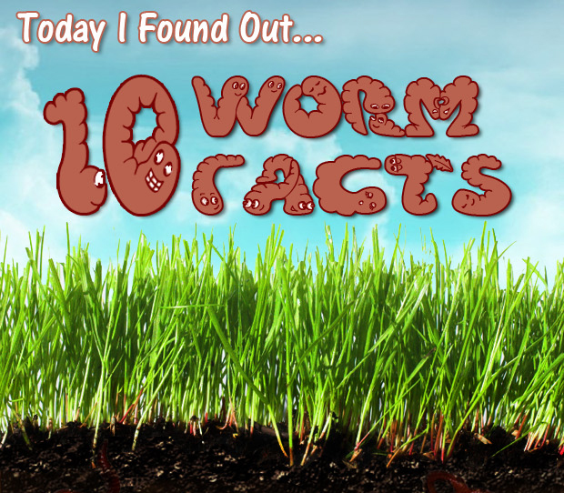 What Are Some Facts About Worms 