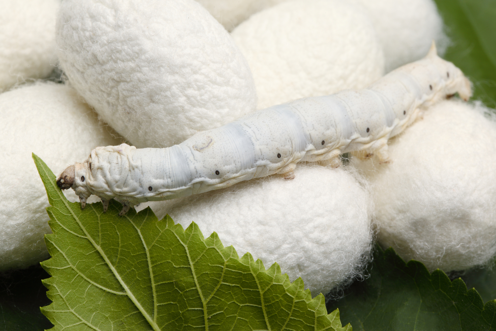 How Is Silk Made How Is Silk Made