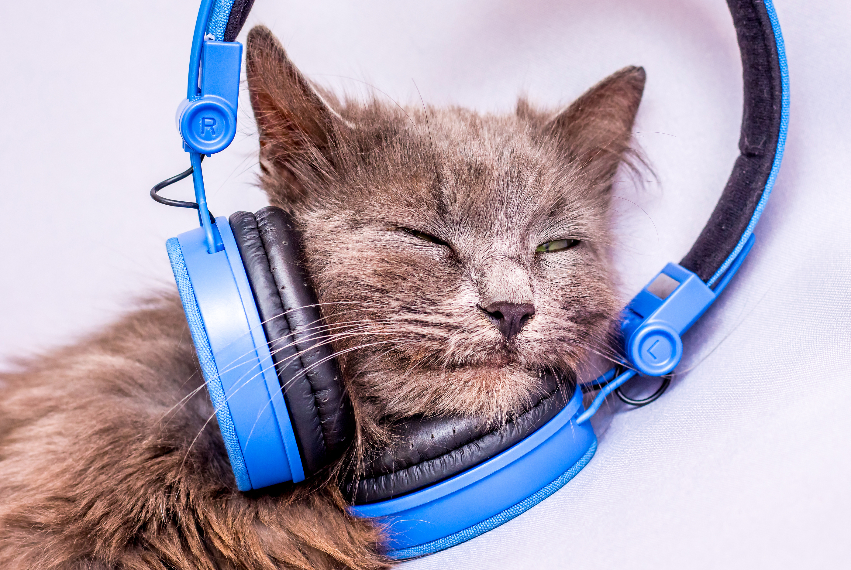 Cats music