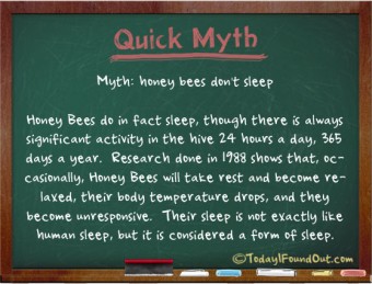Honey Bees Actually Do Sleep