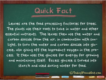 How Trees Make Food for Themselves