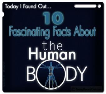 10 Fascinating Facts About The Human Body