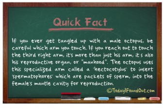 TIFO Quick Fact- Octopus Reproduction Organ Fact