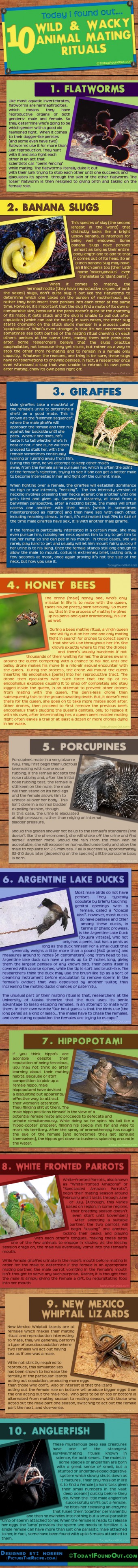10 Wild and Wacky Animal Mating Rituals