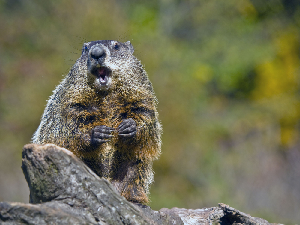 How Groundhog Day Got Started How Groundhog Day Got Started
