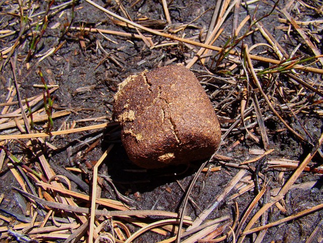 Wombat Poop is Cubic and Other Fascinating Wombat Facts