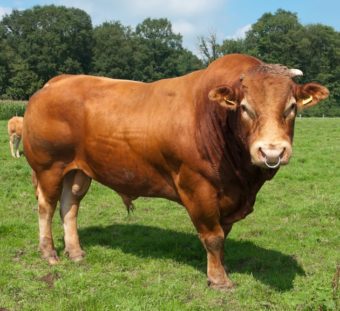 bull