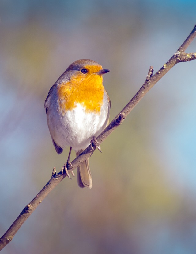 Robins Can See Magnetic Fields, But Only In One Eye