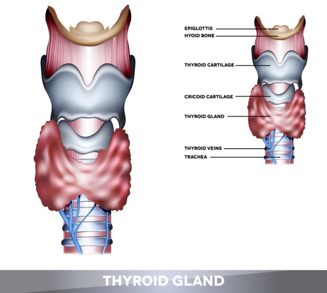 Why So Many Health Issues Stem from Problems in the Thyroid