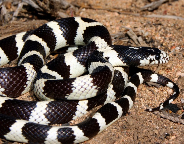 Why Don't Snakes Get Sunburned?