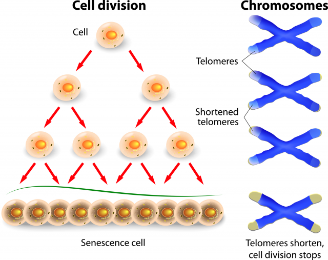 Telomere
