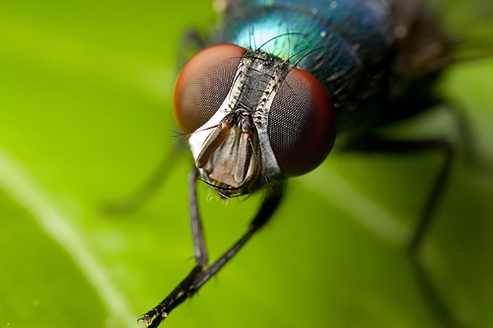 fly fly