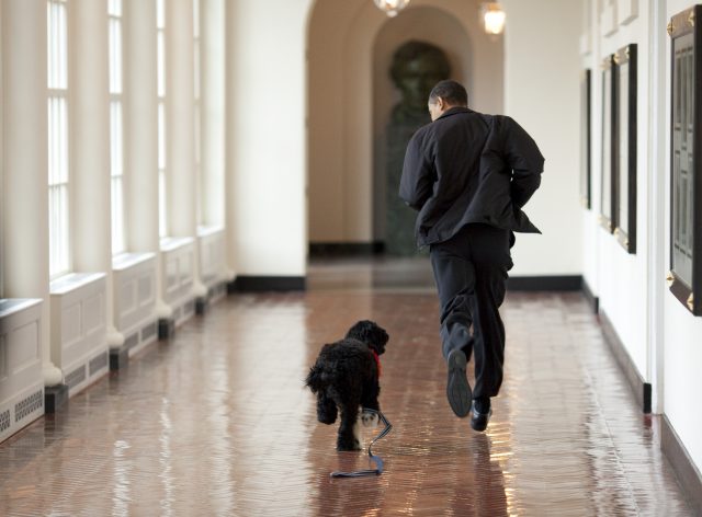 Does the U.S. President's Dog Get Its Own Secret Service Agents?
