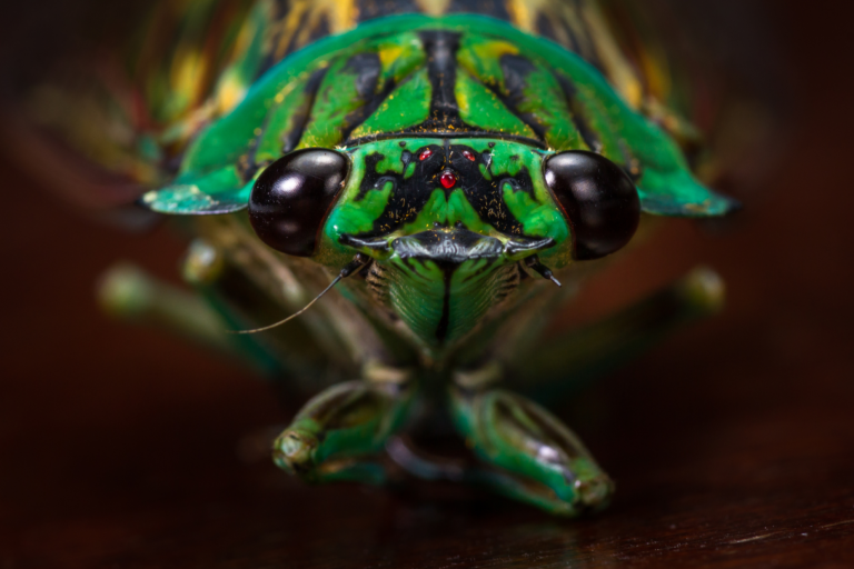 The Bizarre World of Cicadas