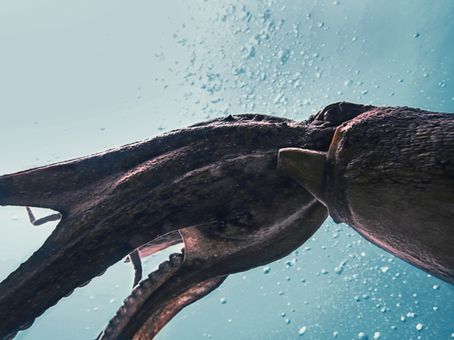 The Curious Case of Octopus Wrestling