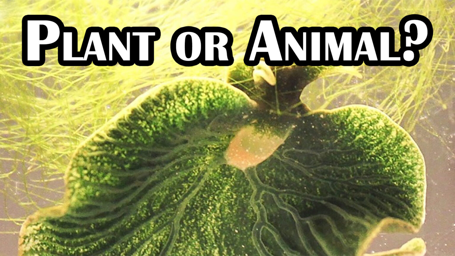 The Curious Case of the Solar Powered Sea-Slug